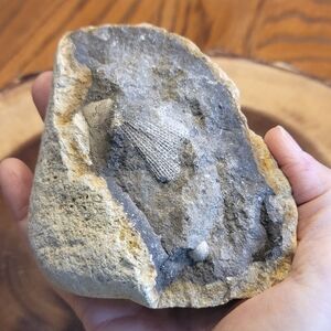 Natural | Accents | Authentic Ancient Fenestella Bryozoan Fossil ...